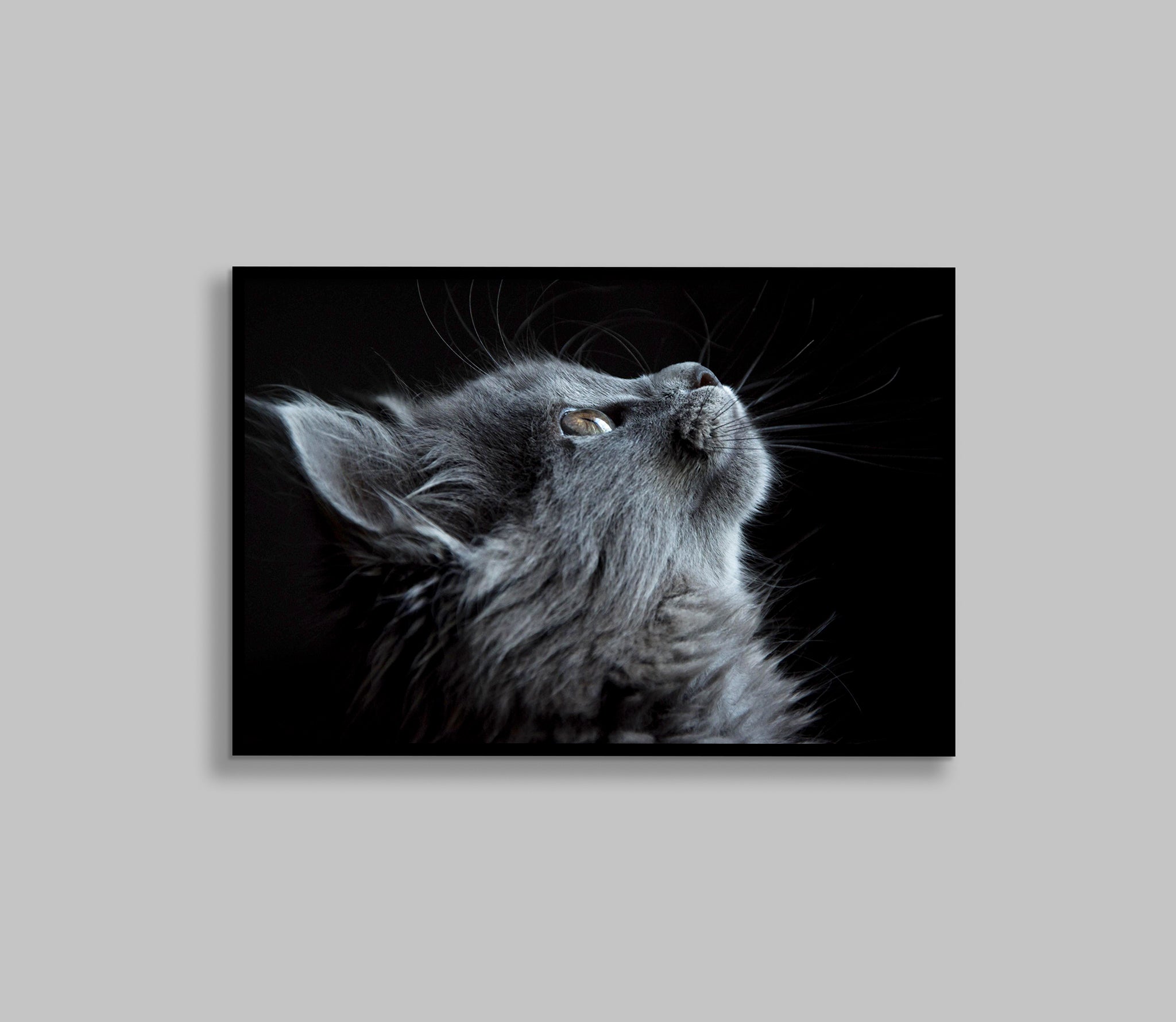 Cat Greyscale – Black Aesthetics